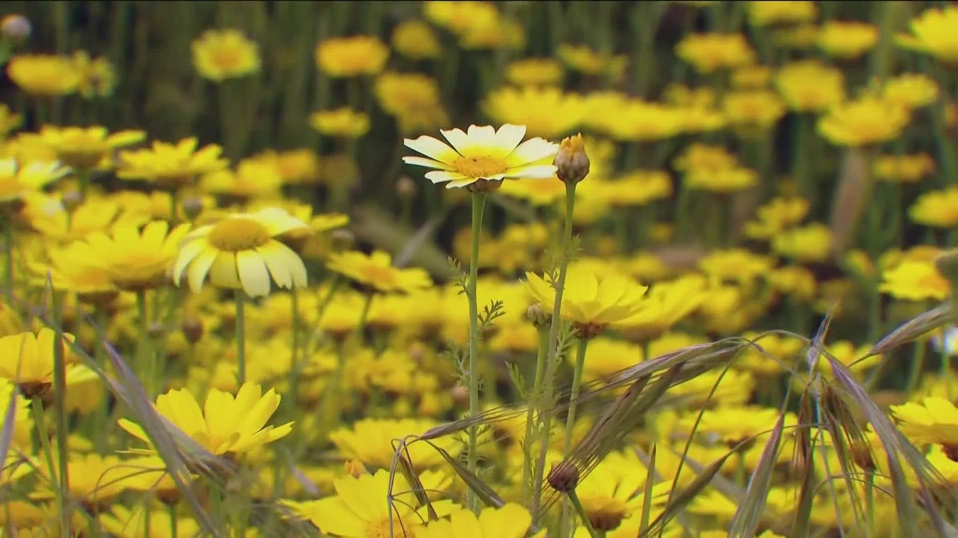 Allergy Wallpapers - Top Free Allergy Backgrounds - WallpaperAccess