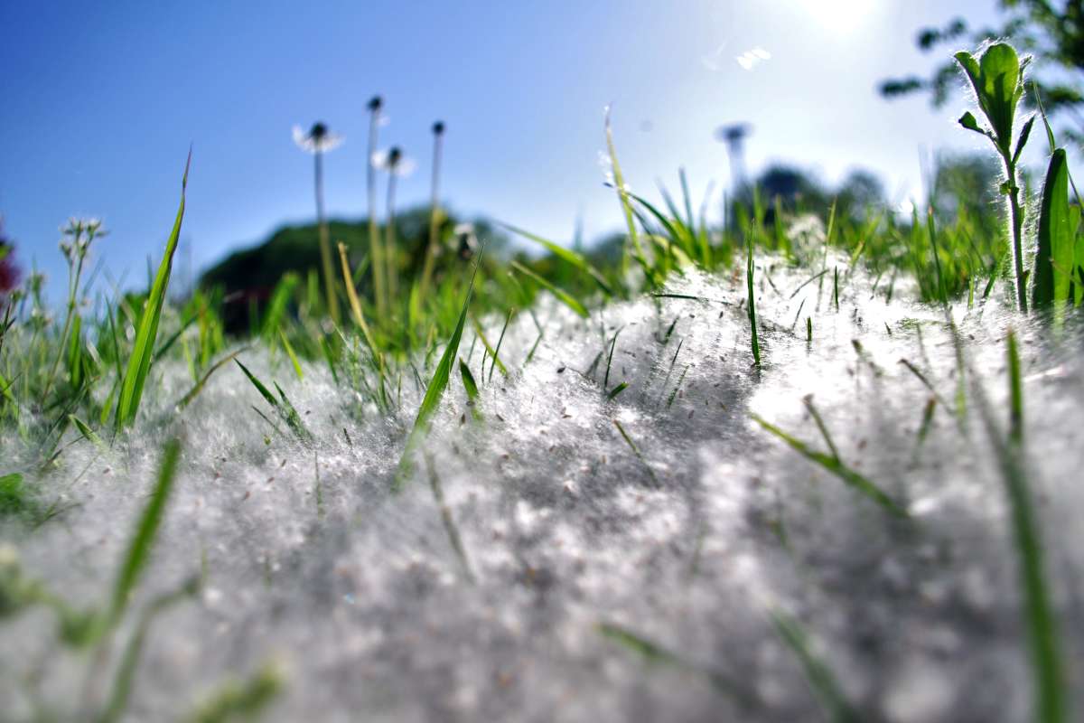 Allergy Wallpapers - Top Free Allergy Backgrounds - WallpaperAccess