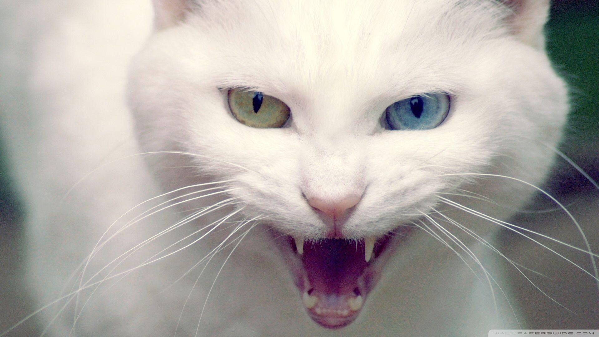 Angry Cat Desktop Wallpapers - Top Free Angry Cat Desktop Backgrounds ...