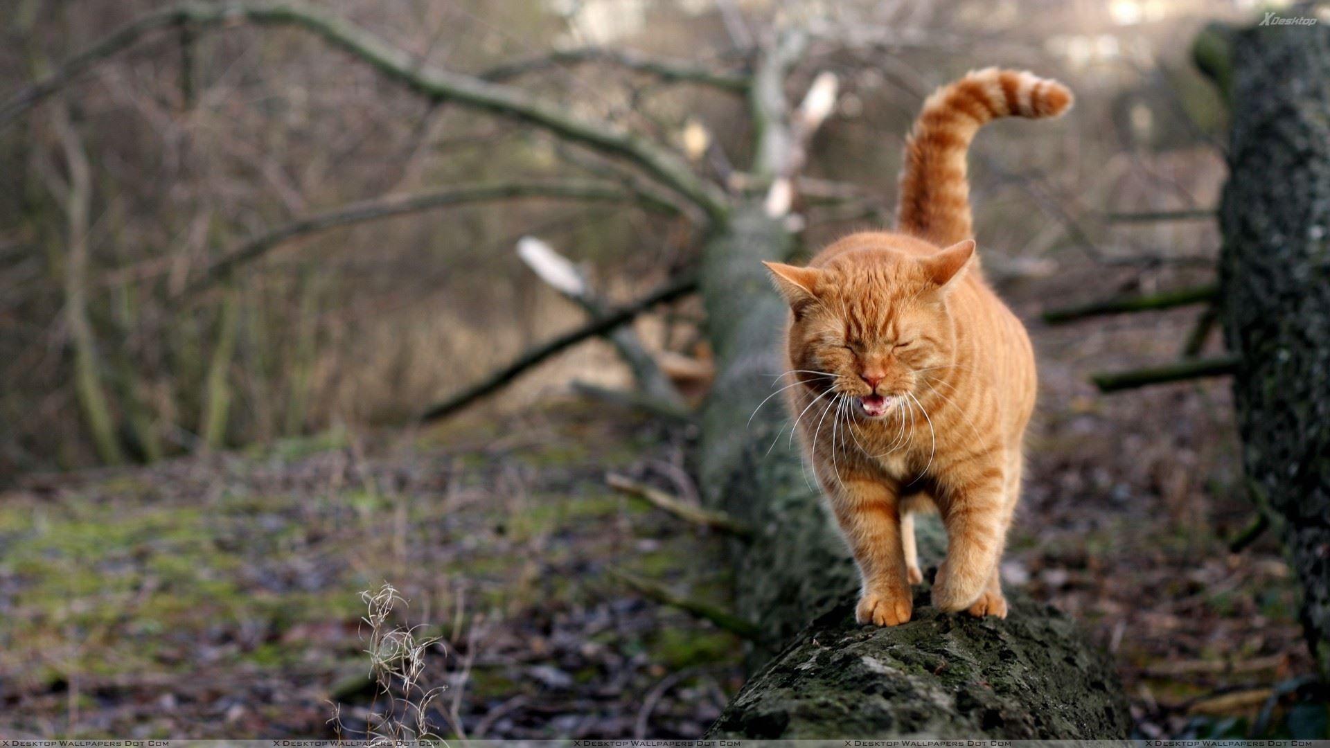 Angry Cat Wallpapers - Top Free Angry Cat Backgrounds - WallpaperAccess