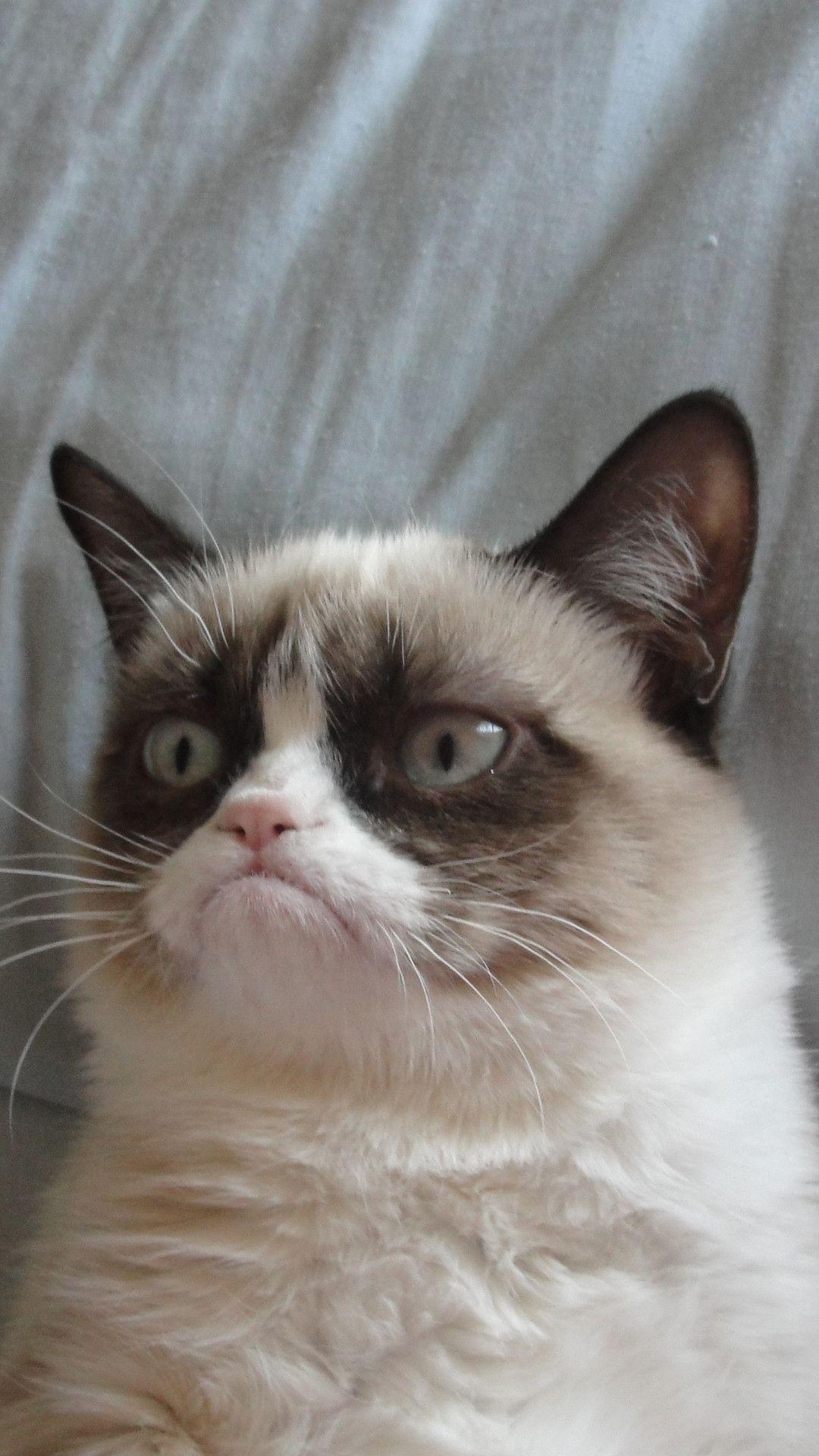 Angry Cat Desktop Wallpapers - Top Free Angry Cat Desktop Backgrounds ...
