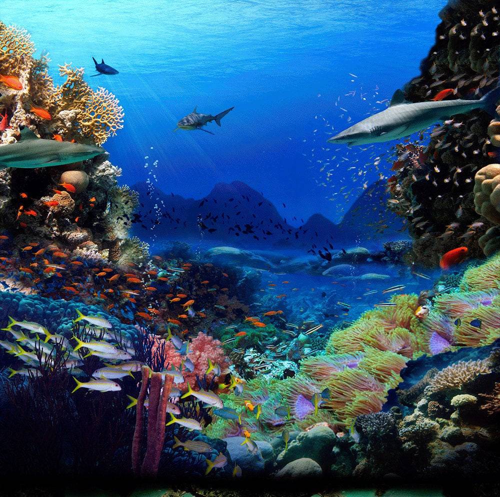 Bottom of The Sea Wallpapers - Top Free Bottom of The Sea Backgrounds ...