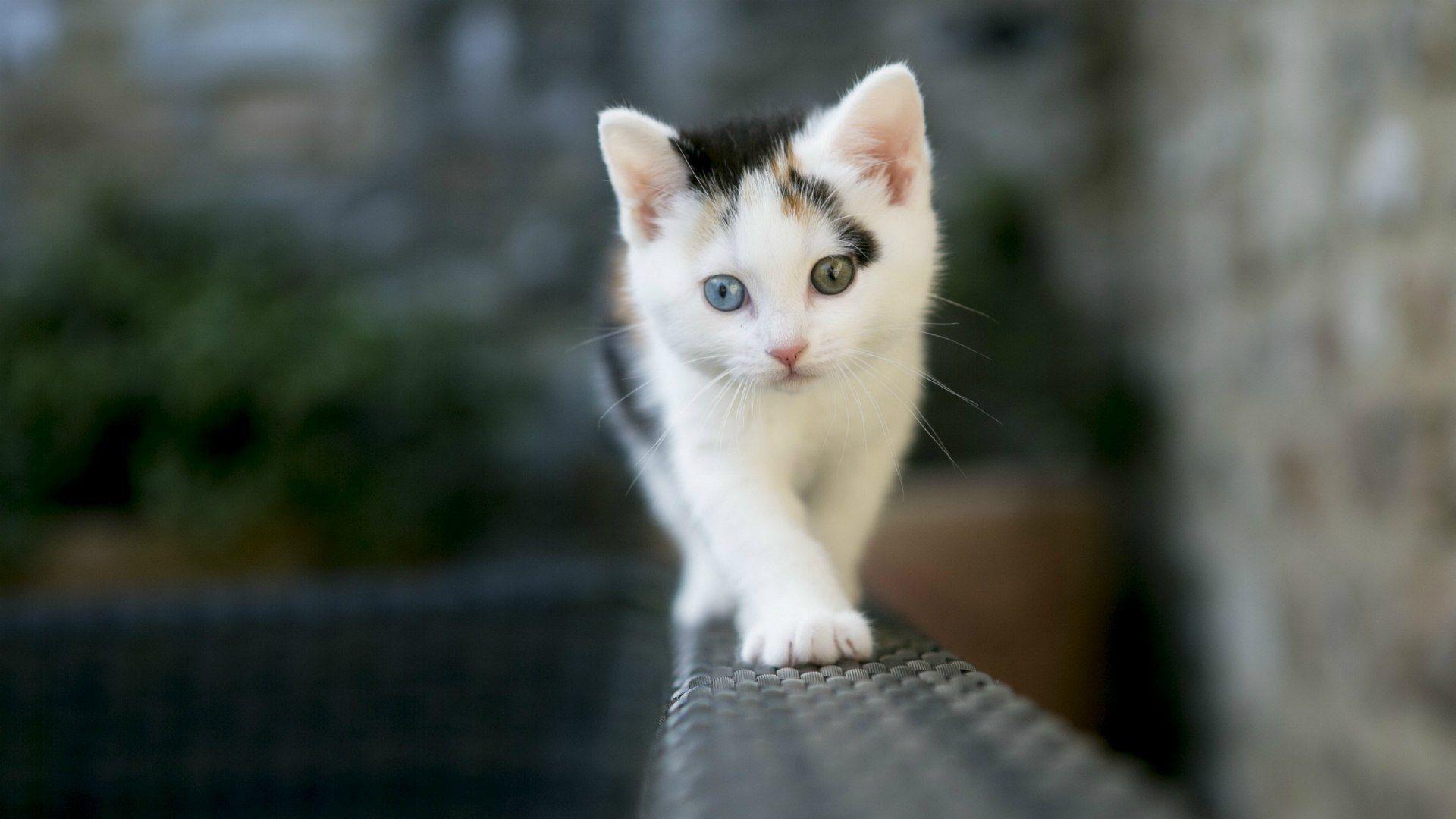 Cat HD Desktop Wallpapers - Top Free Cat HD Desktop Backgrounds ...