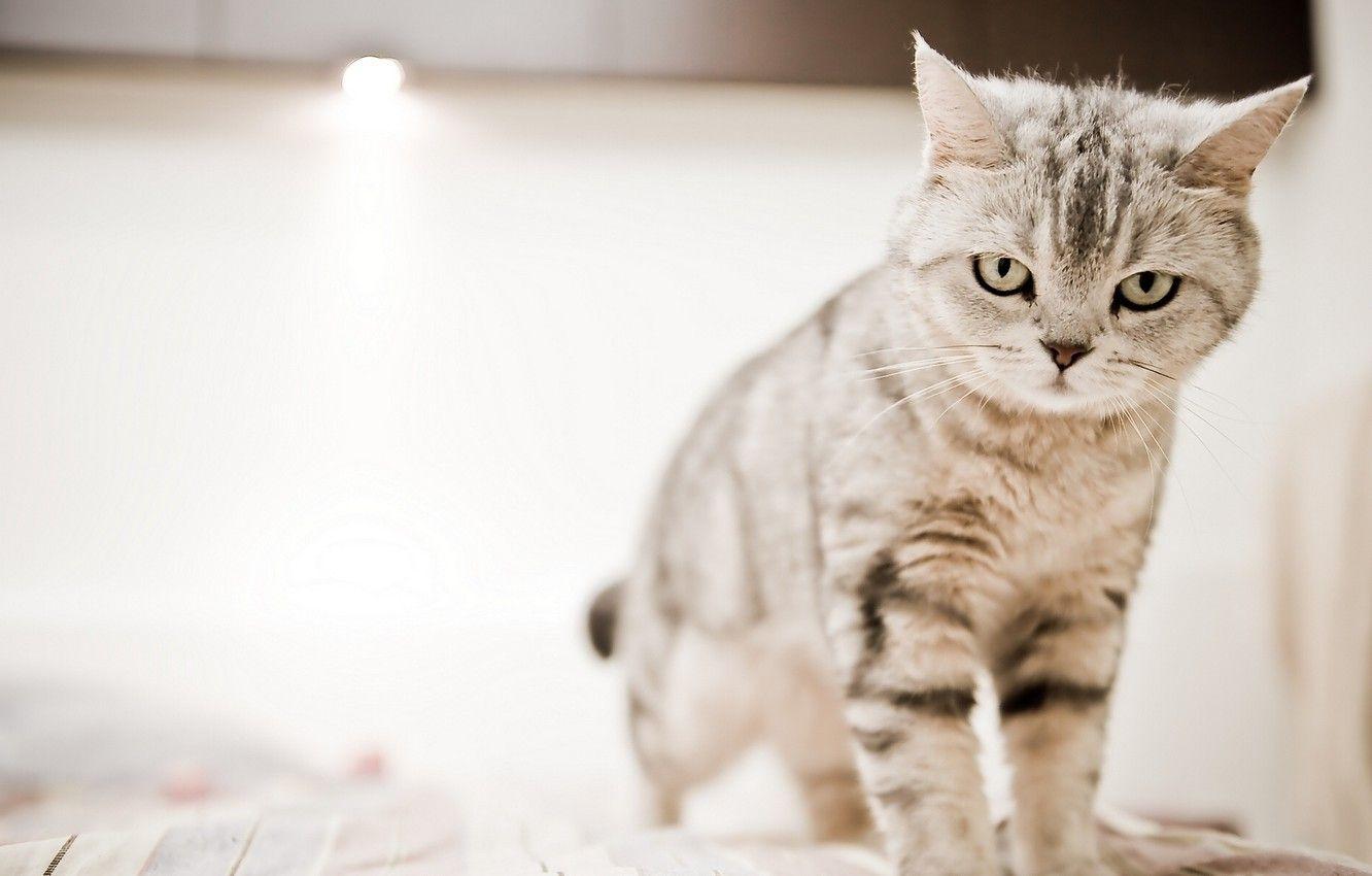 Angry Cat Desktop Wallpapers - Top Free Angry Cat Desktop Backgrounds ...