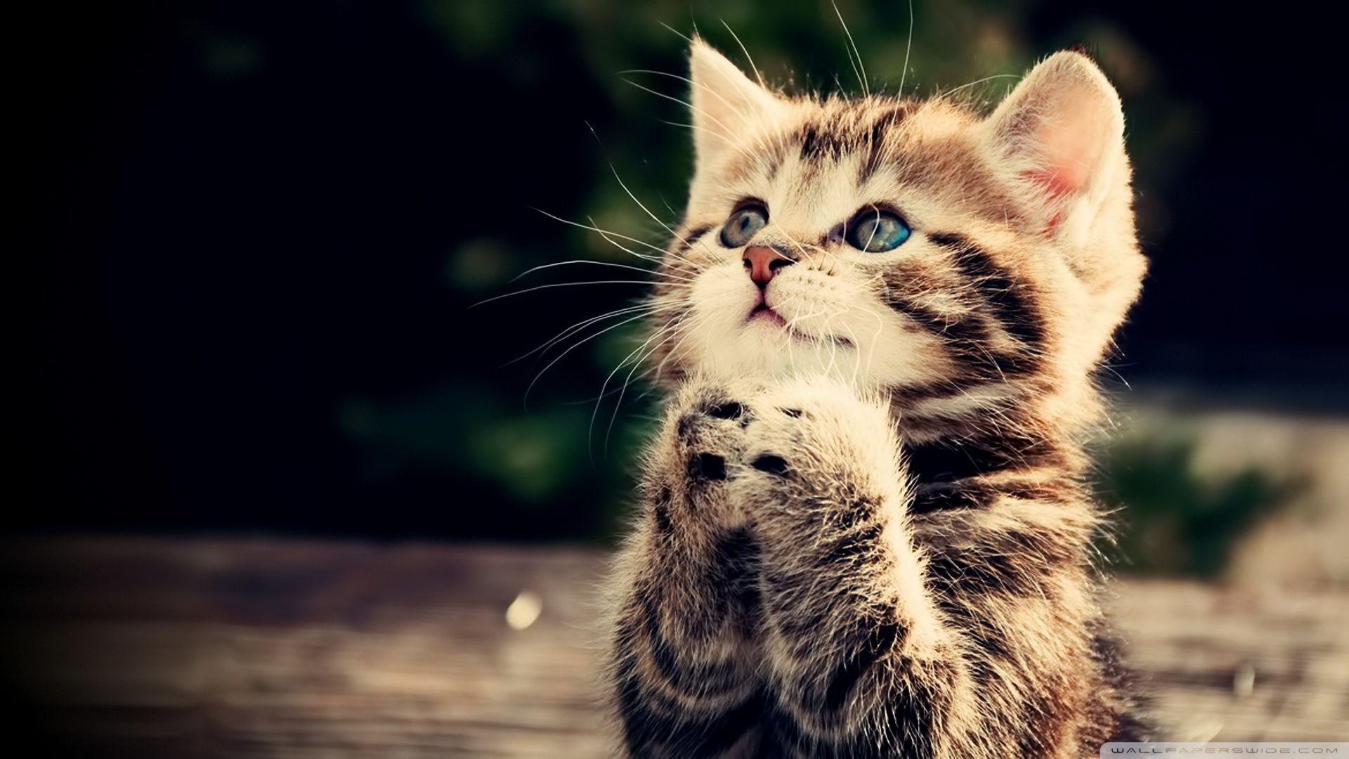 Best Cat Desktop Wallpapers - Top Free Best Cat Desktop Backgrounds ...
