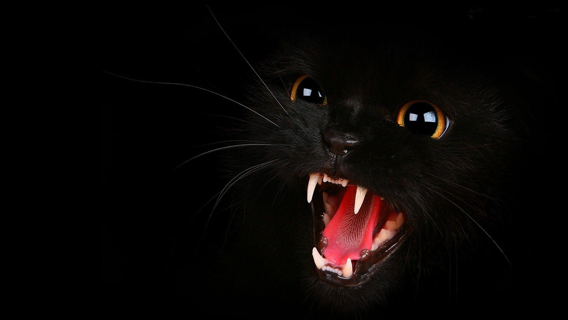 Cat HD Desktop Wallpapers - Top Free Cat HD Desktop Backgrounds ...