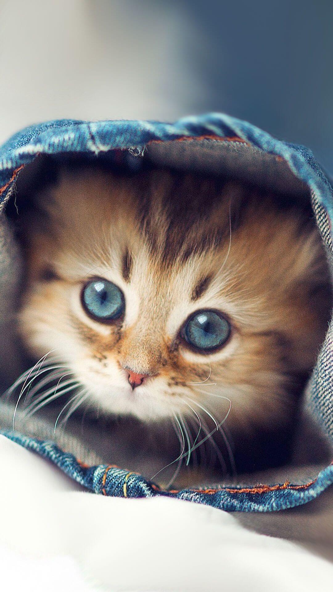 Cute Kitten Desktop Wallpapers - Top Free Cute Kitten Desktop ...
