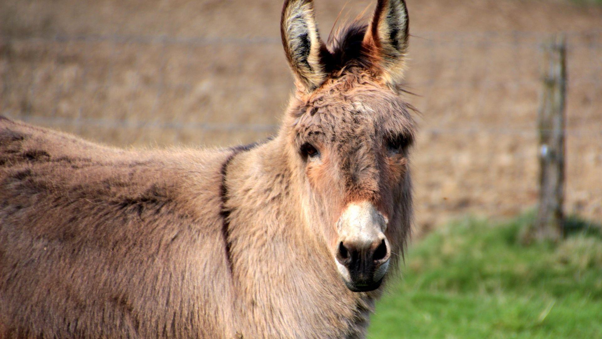 Donkey Desktop Wallpapers - Top Free Donkey Desktop Backgrounds ...