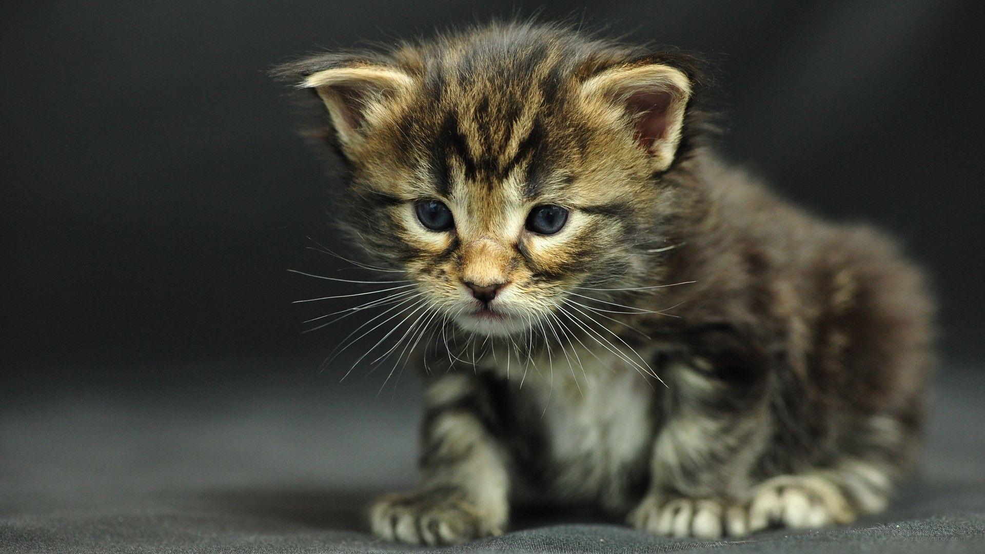 Crazy Cat Desktop Wallpapers - Top Free Crazy Cat Desktop Backgrounds ...