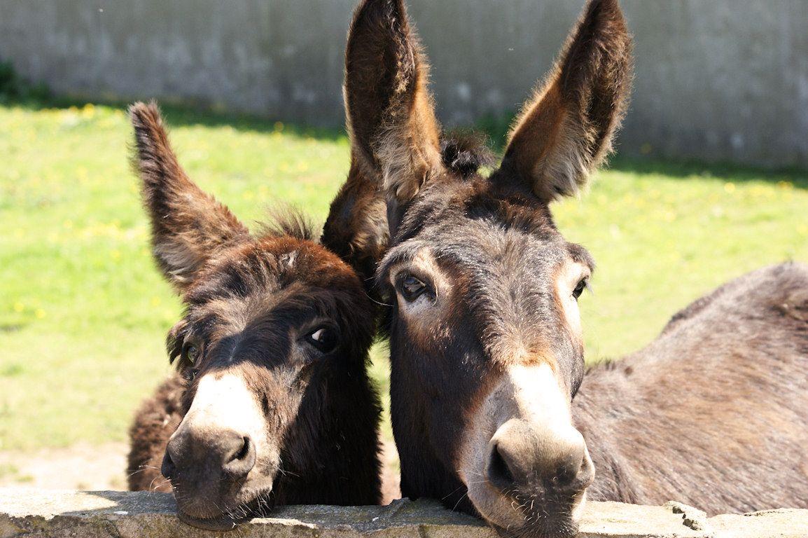 Donkey Desktop Wallpapers - Top Free Donkey Desktop Backgrounds ...