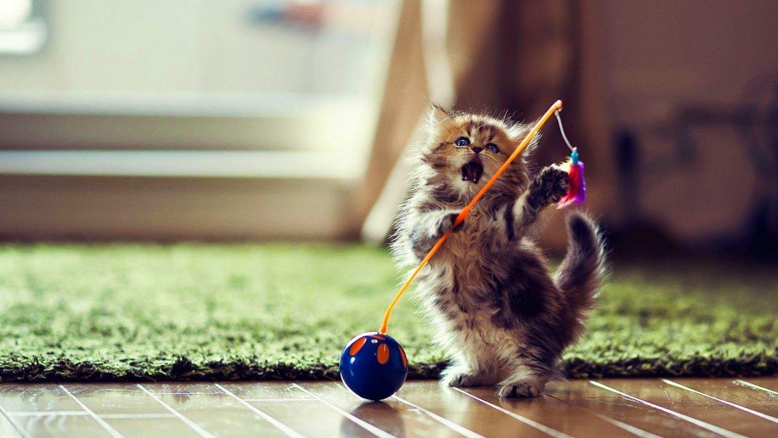 Beautiful Cats Wallpapers - Top Free Beautiful Cats Backgrounds ...