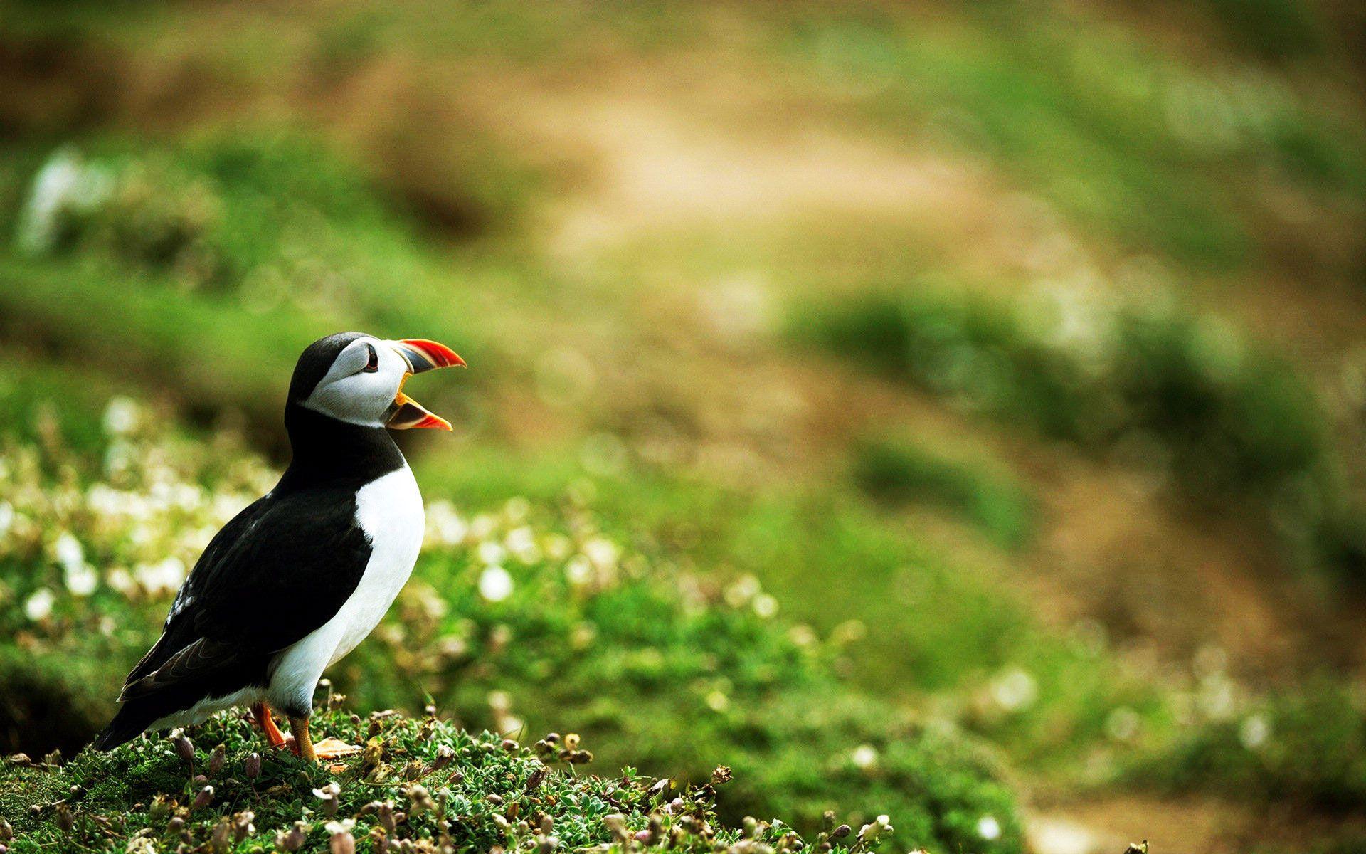 Puffin Wallpapers - Top Free Puffin Backgrounds - WallpaperAccess