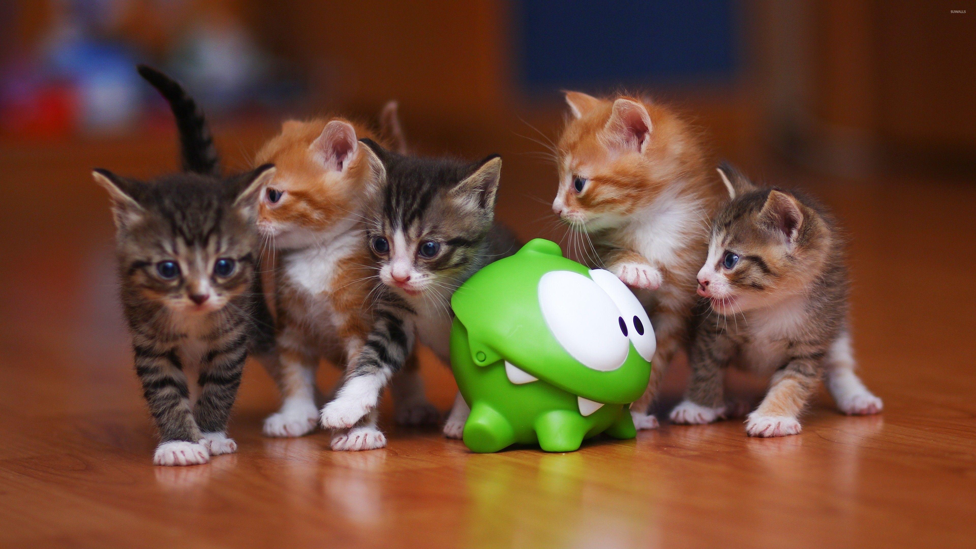 Cute Kitten Desktop Wallpapers - Top Free Cute Kitten Desktop ...