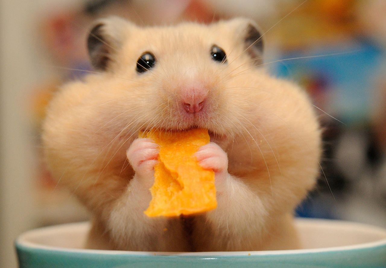Hamster Desktop Wallpapers - Top Free Hamster Desktop Backgrounds ...