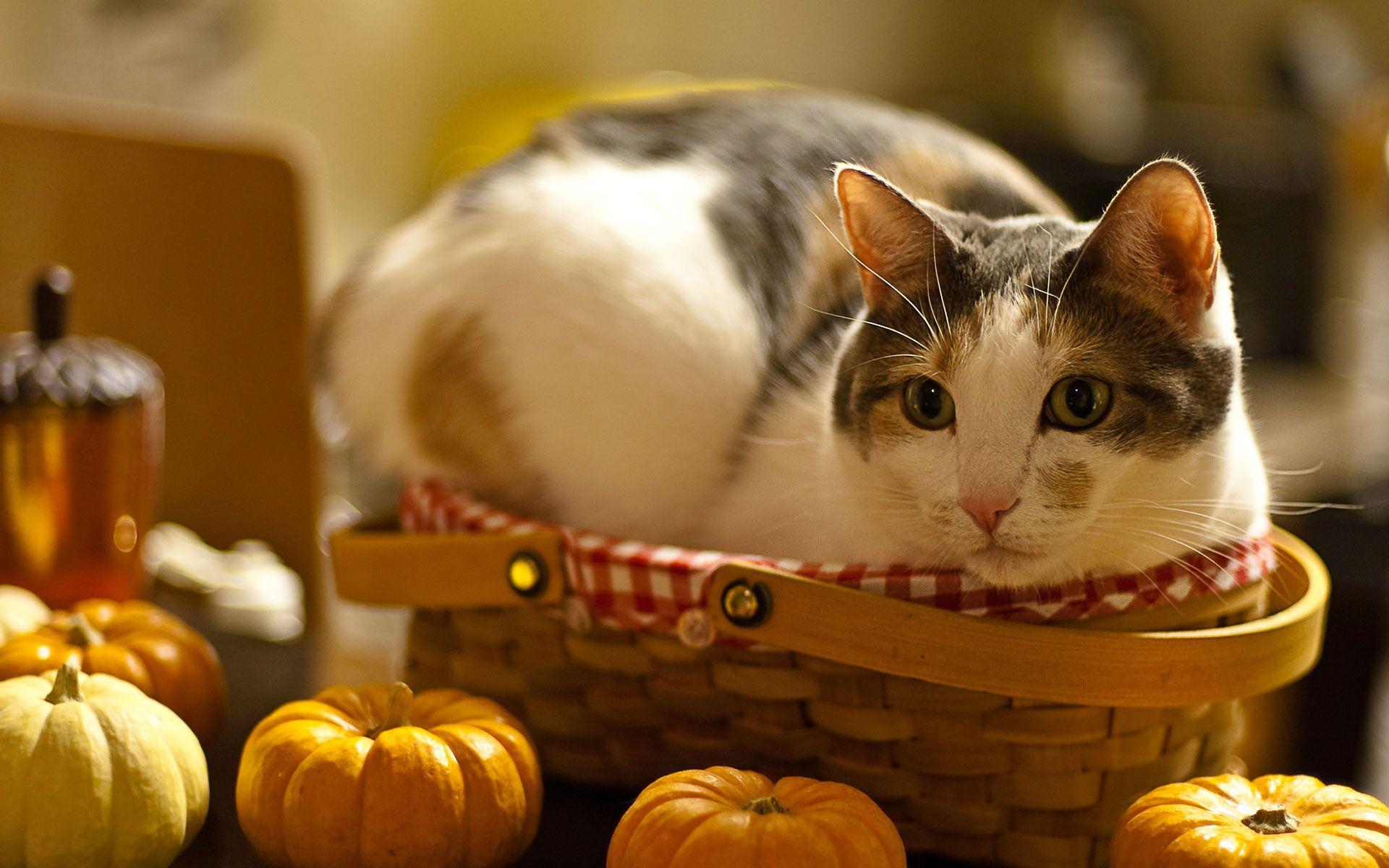 Thanksgiving Cat Wallpapers - Top Free Thanksgiving Cat Backgrounds ...