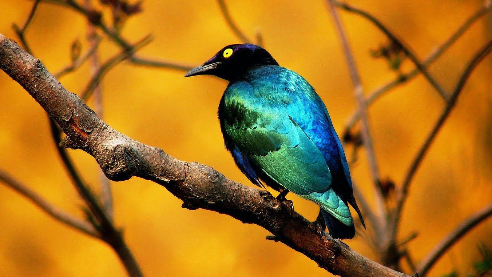 Beautiful Birds HD Wallpapers - Top Free Beautiful Birds HD Backgrounds ...