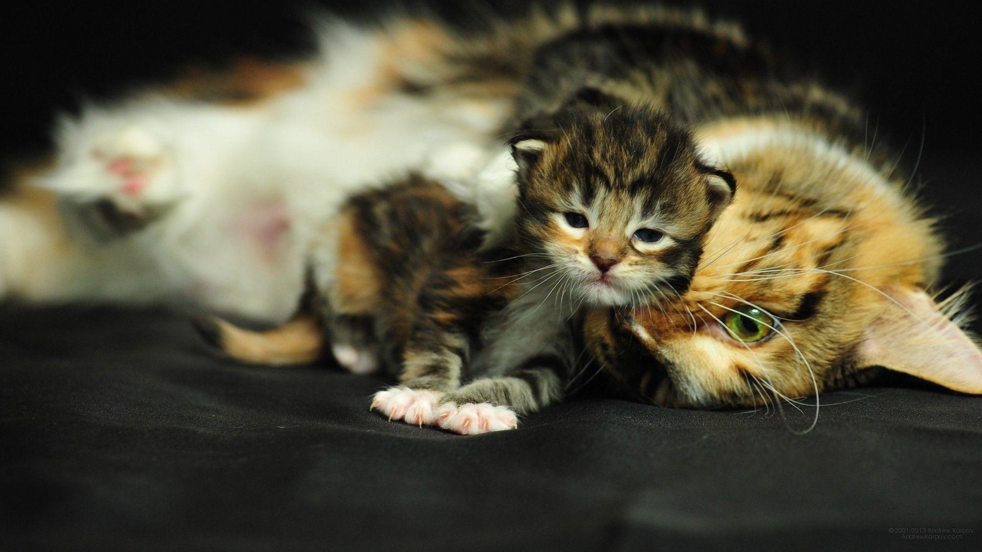 Crazy Cat Desktop Wallpapers - Top Free Crazy Cat Desktop Backgrounds ...