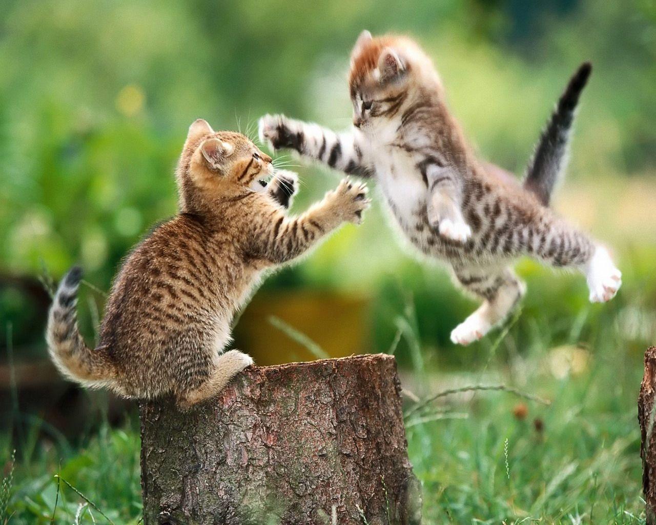 Kitten Desktop Wallpapers - Top Free Kitten Desktop Backgrounds ...