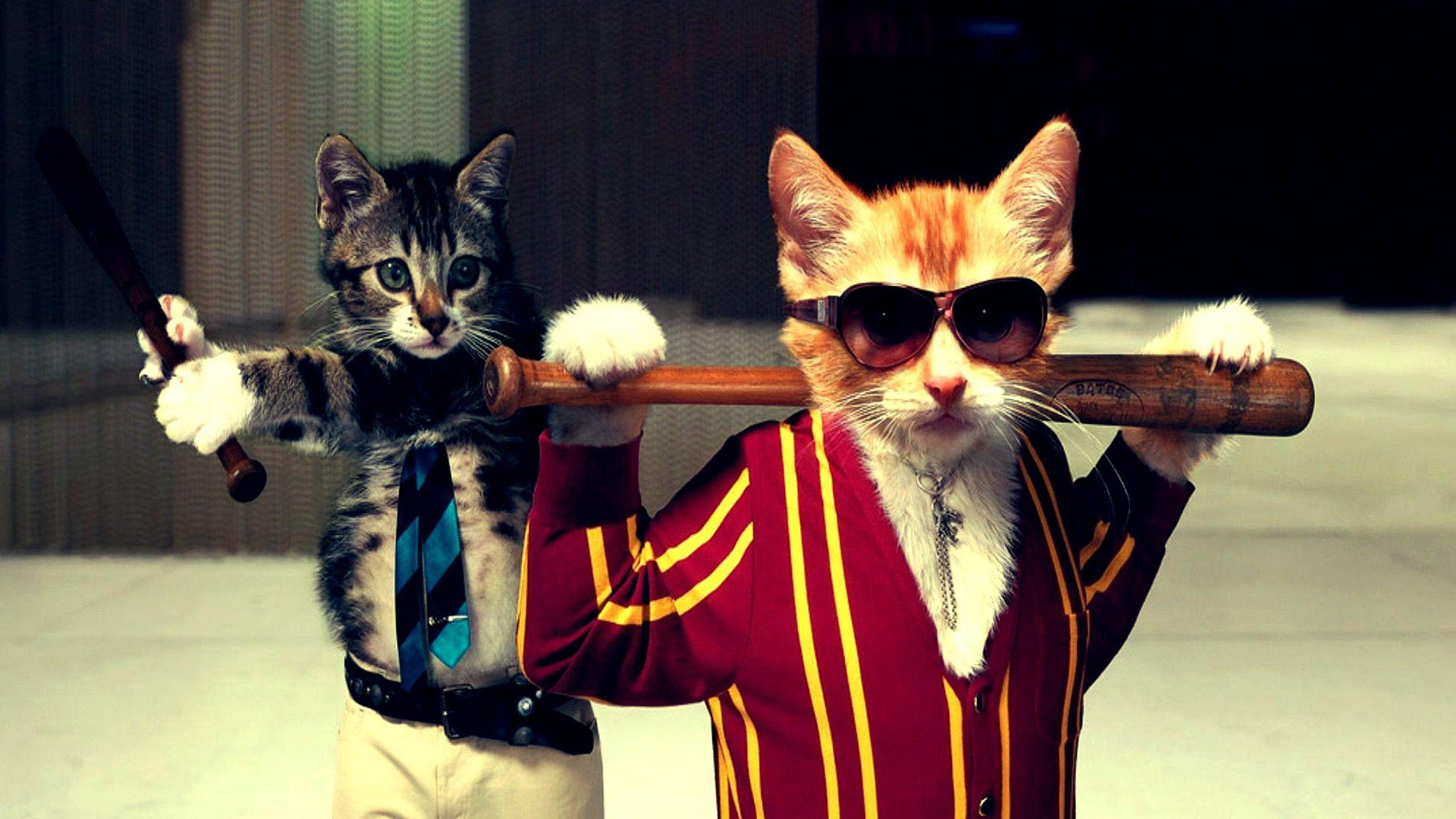 Crazy Cat Desktop Wallpapers - Top Free Crazy Cat Desktop Backgrounds ...