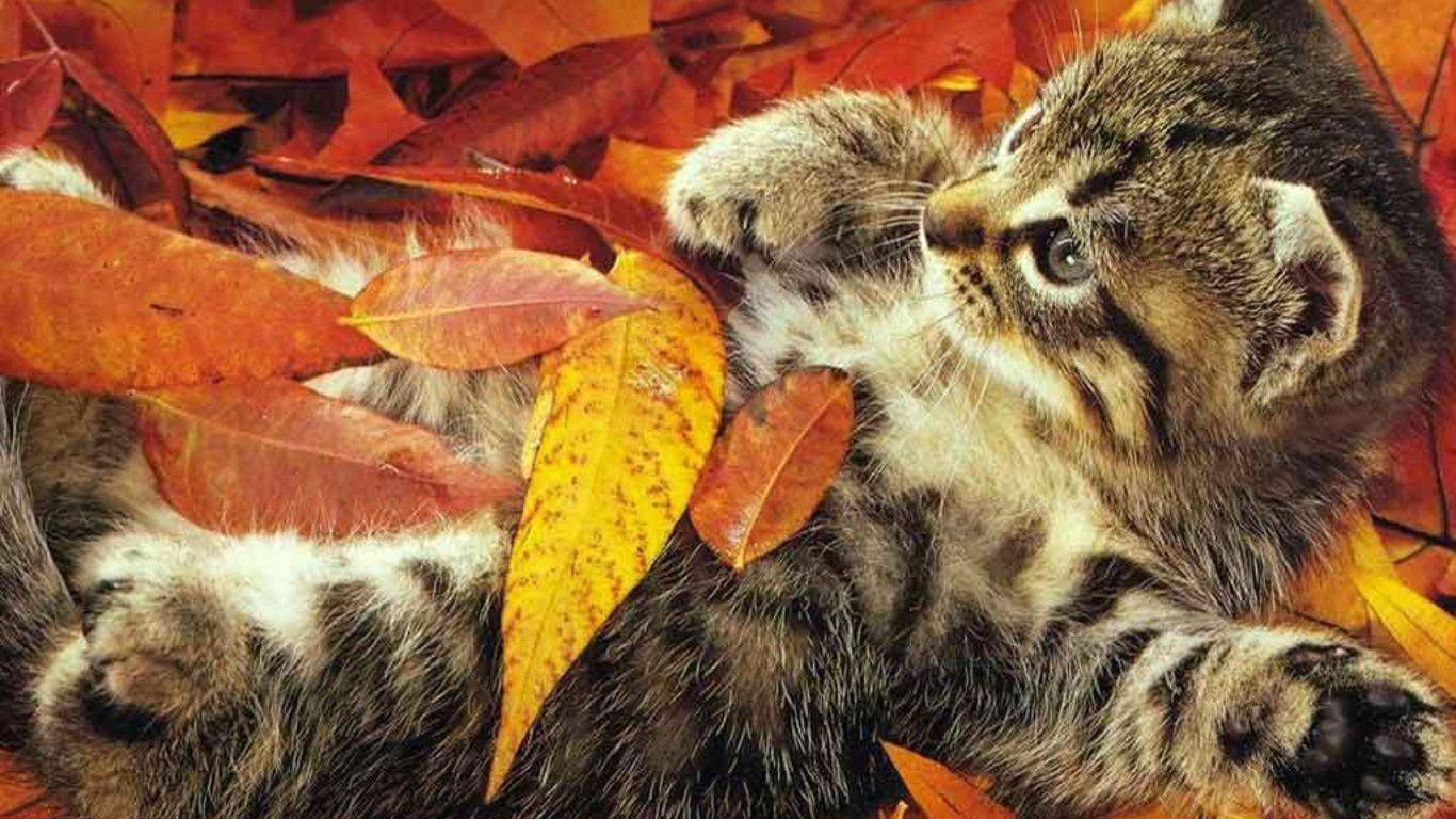 Autumn Cat Desktop Wallpapers - Top Free Autumn Cat Desktop Backgrounds ...