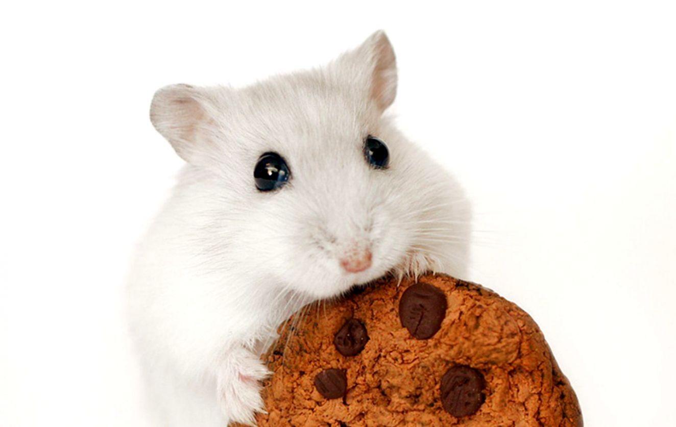 Hamster Desktop Wallpapers - Top Free Hamster Desktop Backgrounds ...