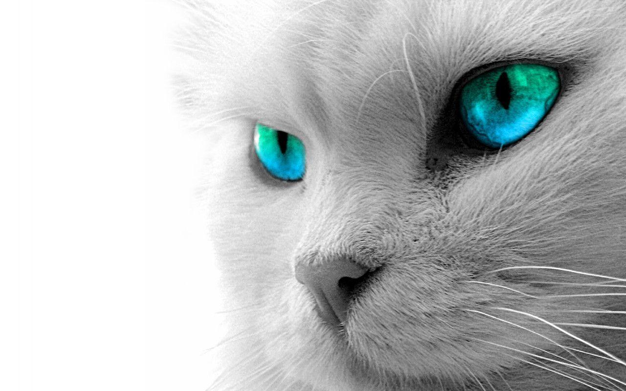 White Cat Desktop Wallpapers - Top Free White Cat Desktop Backgrounds ...