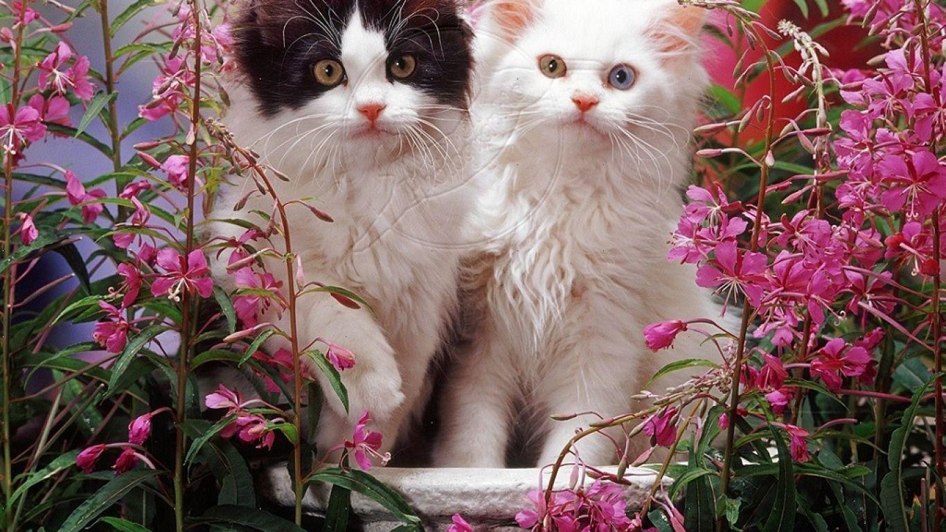 Cute Spring Cats Wallpapers - Top Free Cute Spring Cats Backgrounds ...