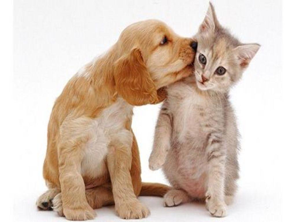 Cat and Dog Desktop Wallpapers - Top Free Cat and Dog Desktop ...