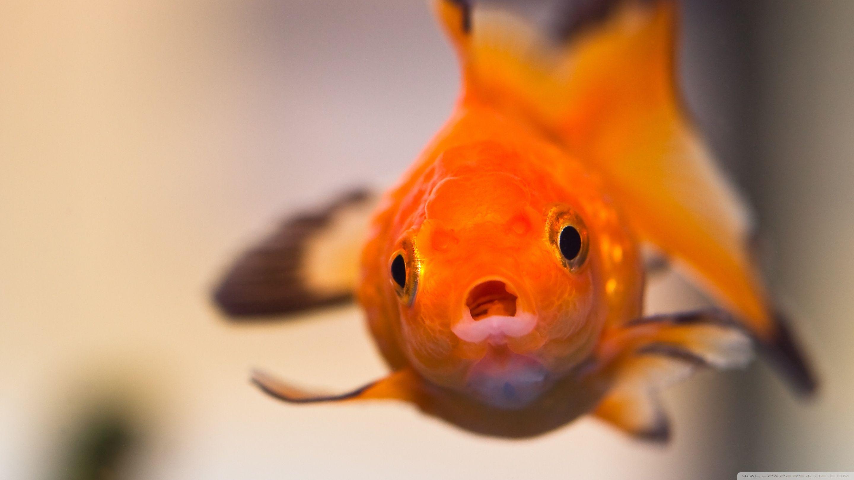 Goldfish HD Wallpapers - Top Free Goldfish HD Backgrounds - WallpaperAccess