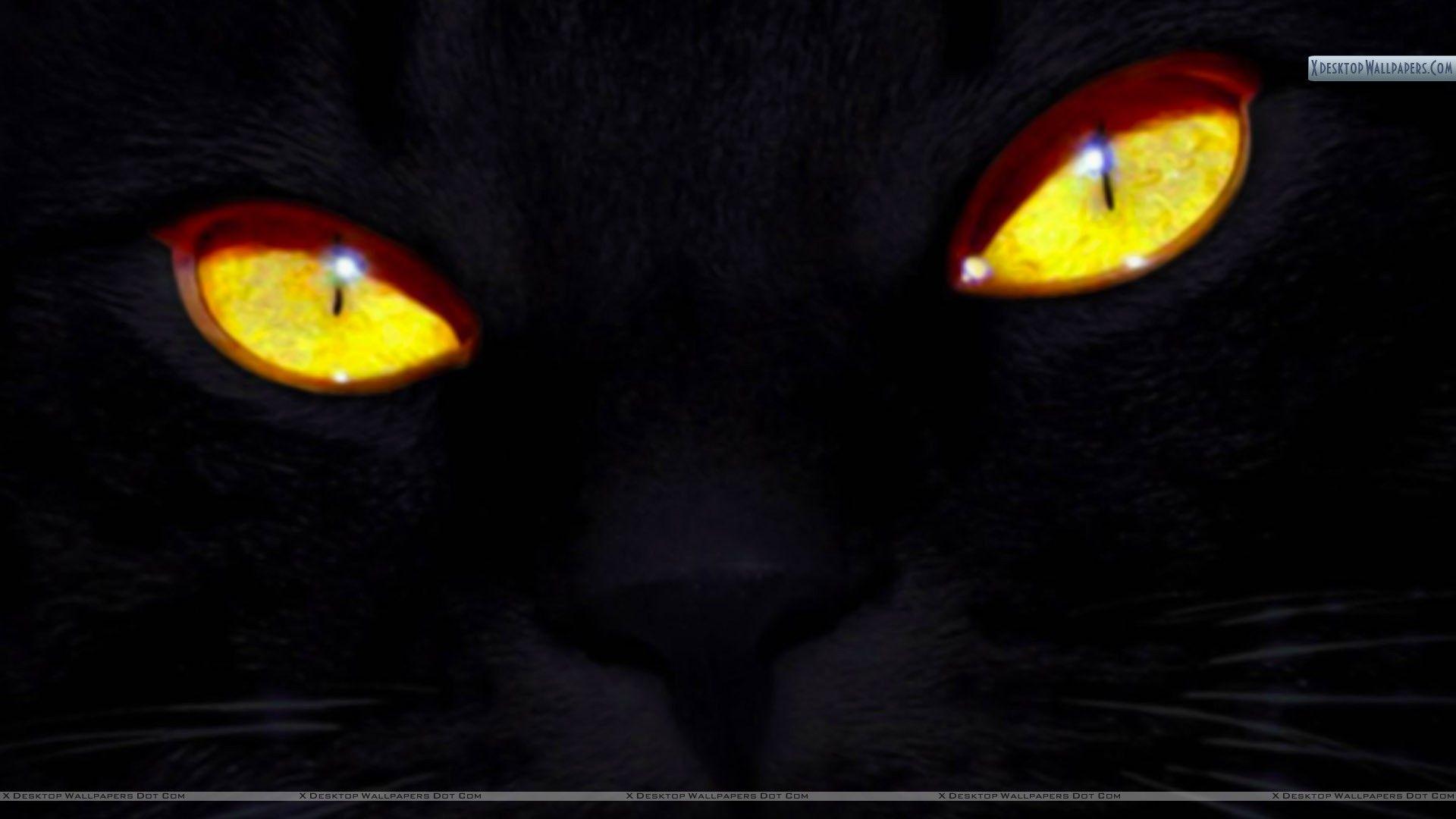 Cat Eyes Wallpapers - Top Free Cat Eyes Backgrounds - WallpaperAccess