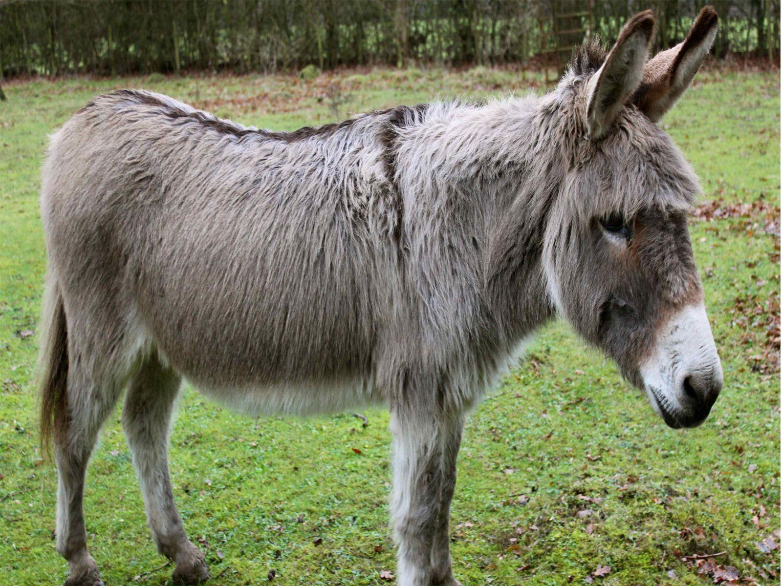 Donkey Desktop Wallpapers - Top Free Donkey Desktop Backgrounds ...