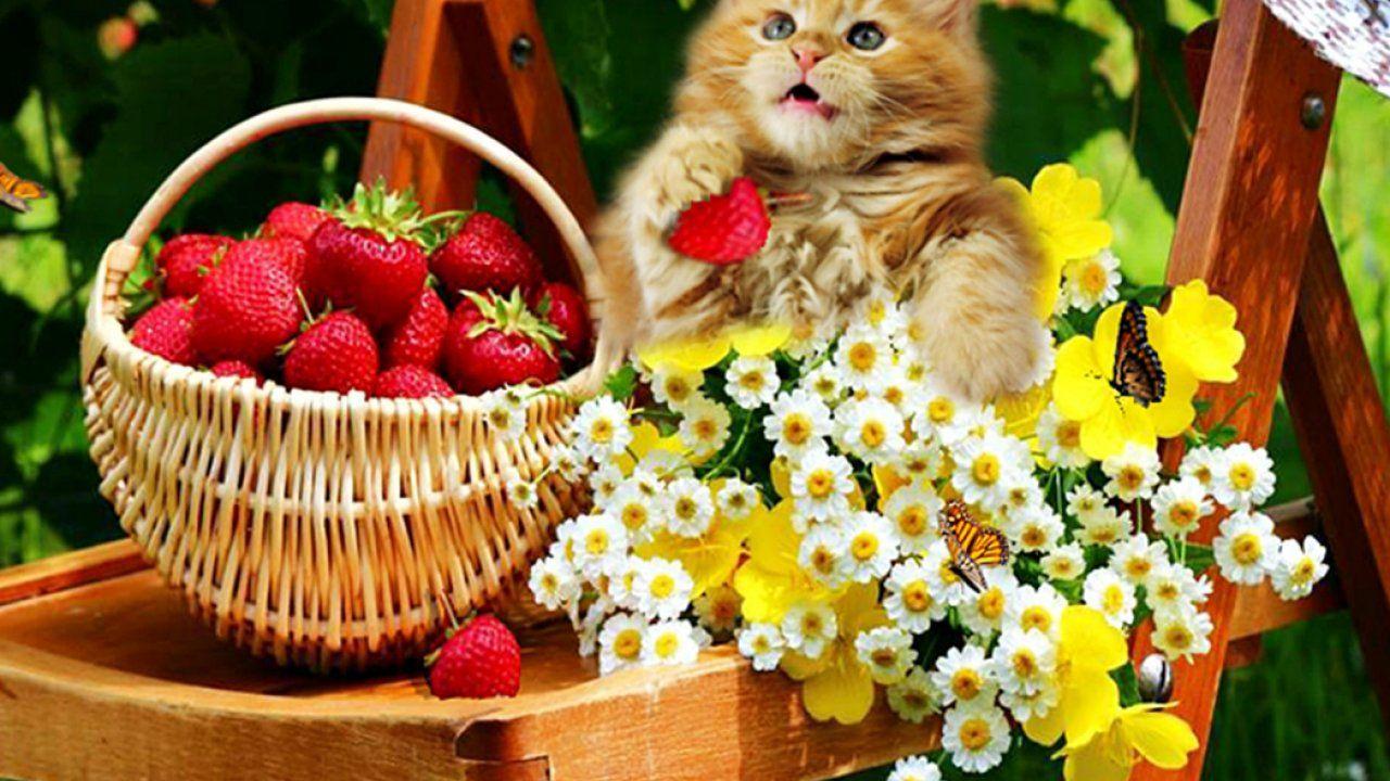 Thanksgiving Cat Wallpapers - Top Free Thanksgiving Cat Backgrounds ...