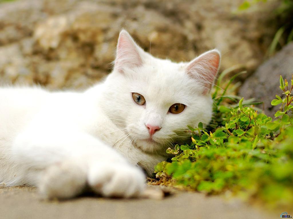 White Cat Desktop Wallpapers - Top Free White Cat Desktop Backgrounds ...