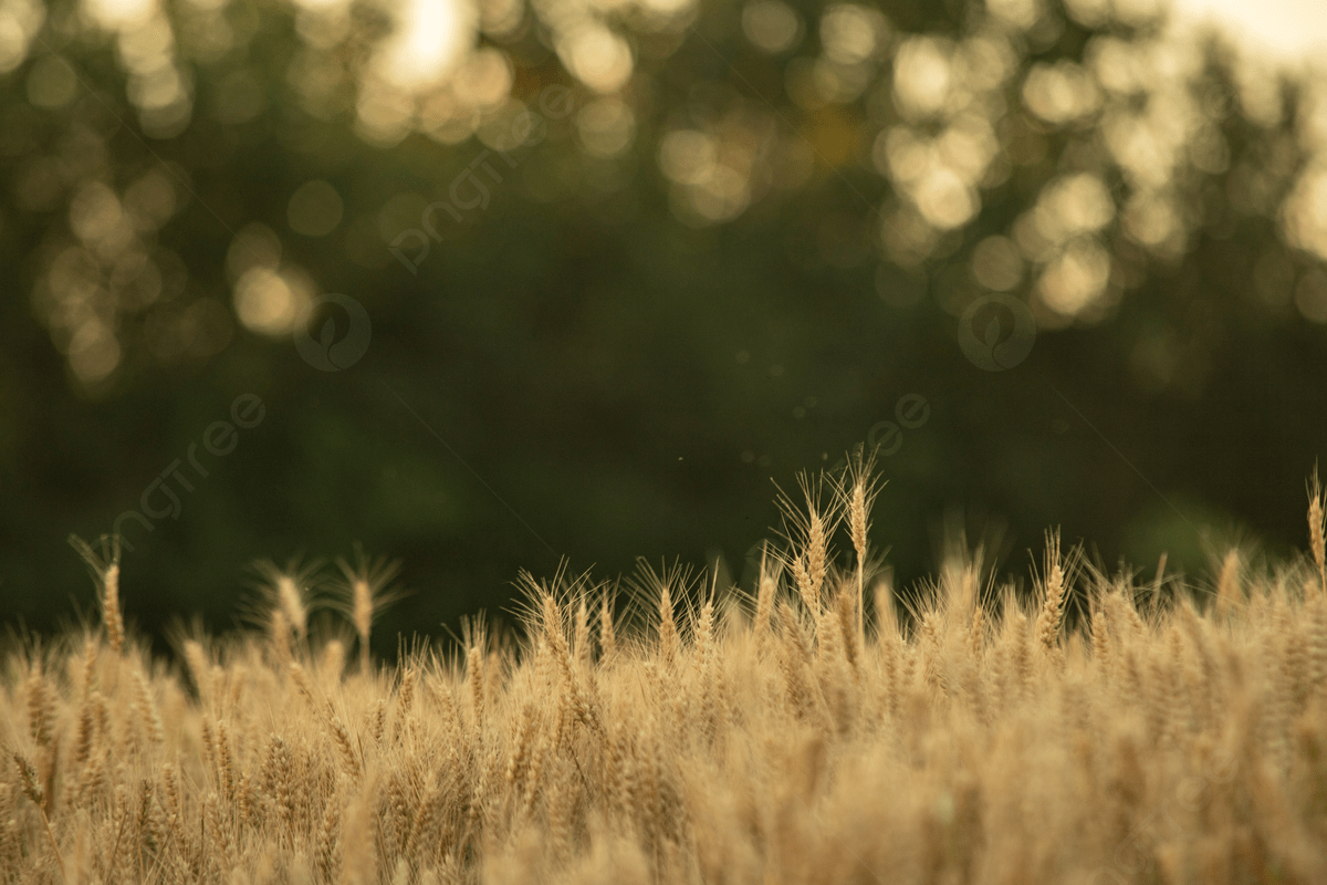 Maturity Wallpapers - Top Free Maturity Backgrounds - WallpaperAccess