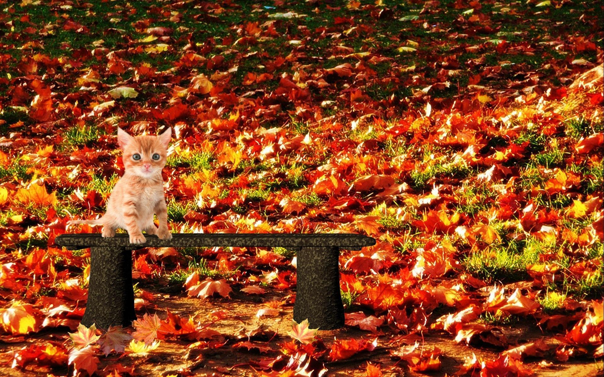 Fall Cat Wallpapers - Top Free Fall Cat Backgrounds - WallpaperAccess