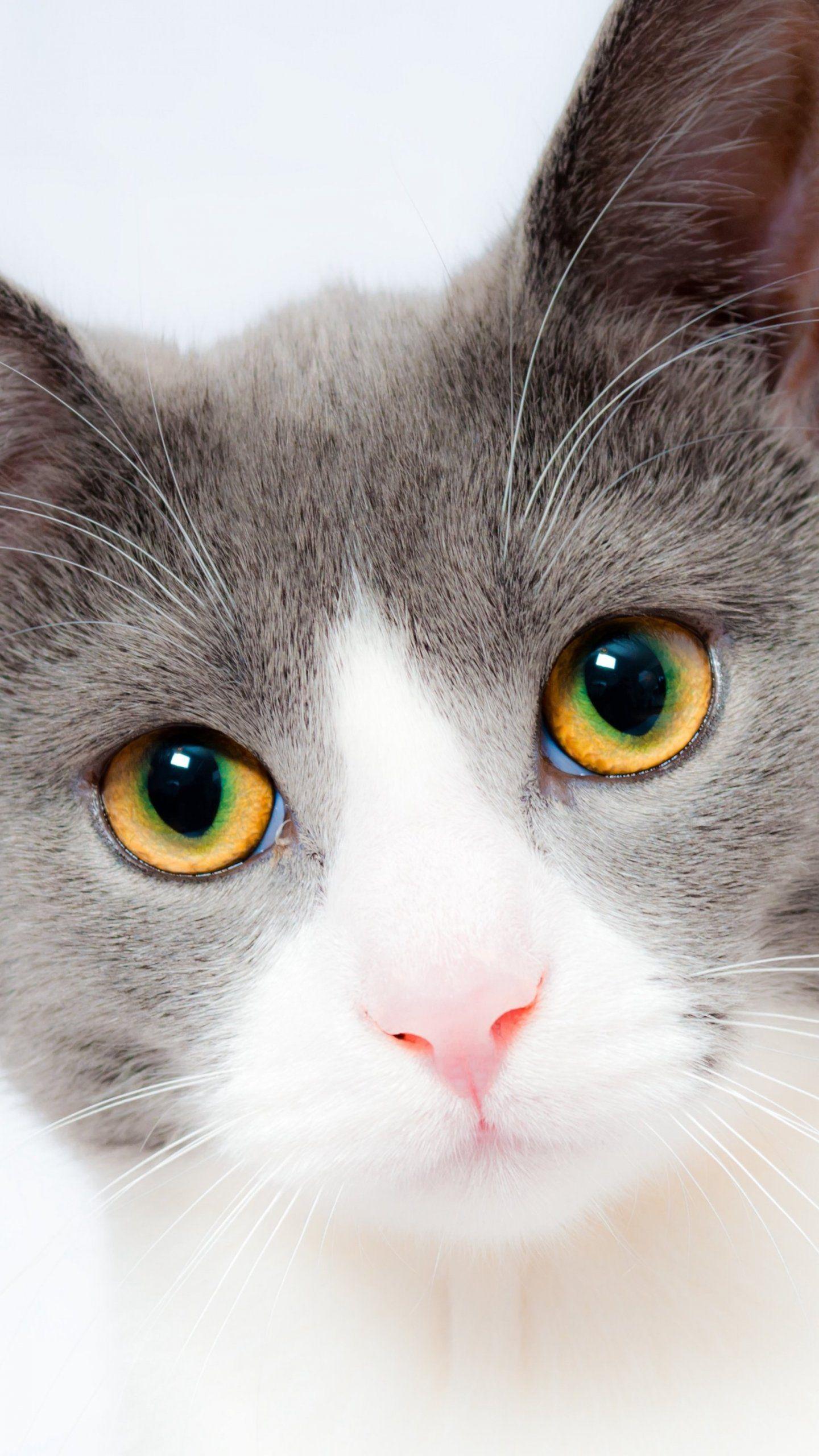 White Cat Desktop Wallpapers - Top Free White Cat Desktop Backgrounds ...