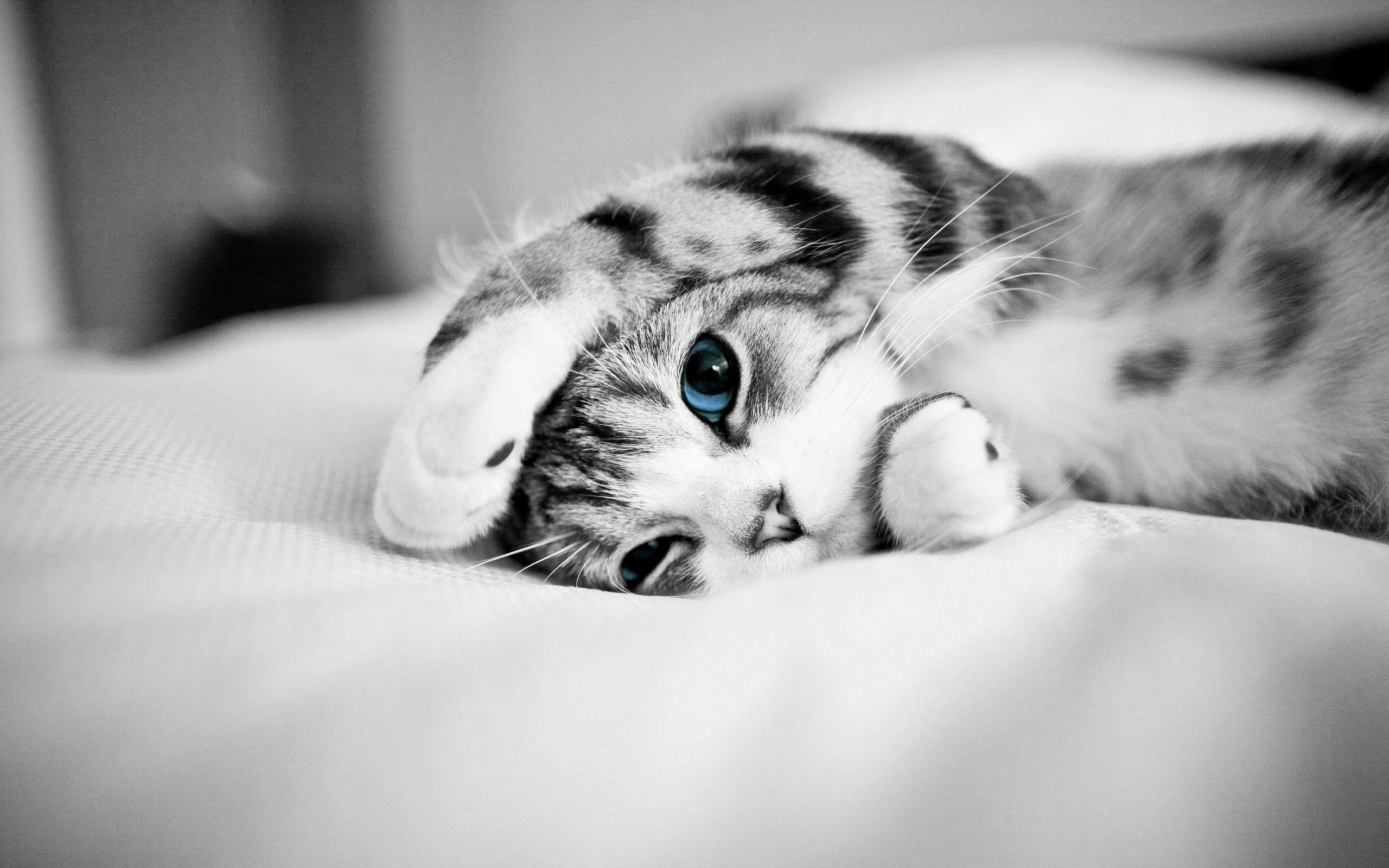 White Cat Desktop Wallpapers - Top Free White Cat Desktop Backgrounds ...