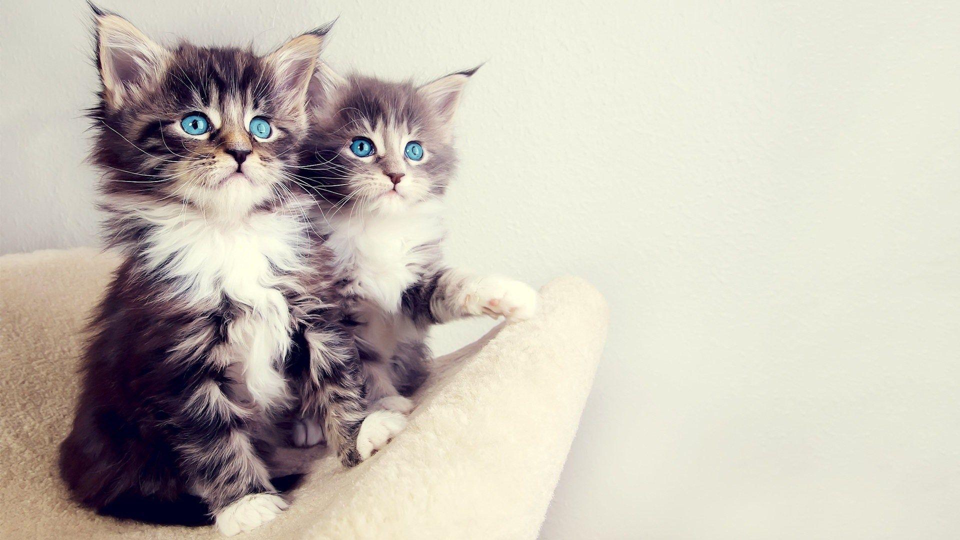 Kitten Desktop Wallpapers - Top Free Kitten Desktop Backgrounds ...