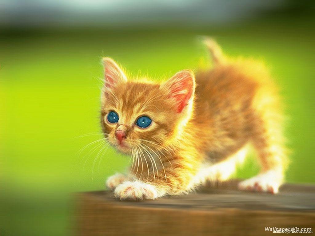 Kitten Desktop Wallpapers - Top Free Kitten Desktop Backgrounds ...