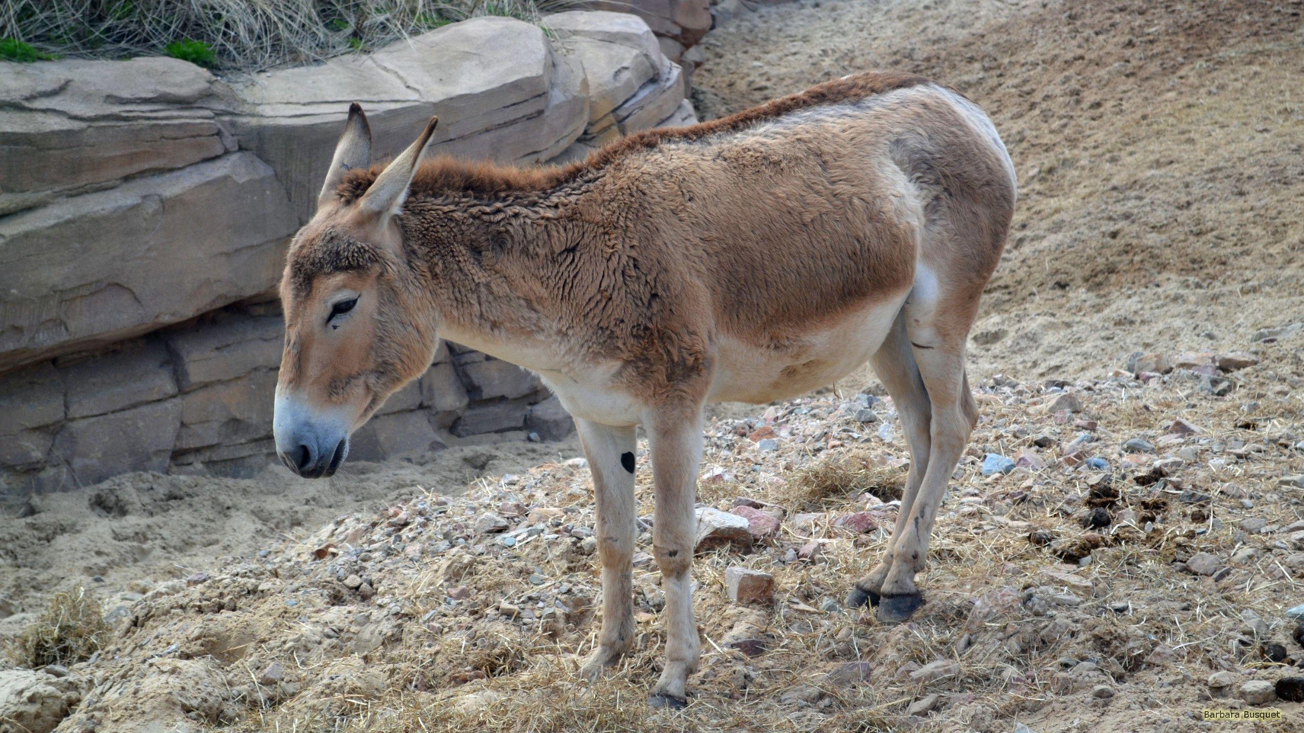 Donkey Desktop Wallpapers - Top Free Donkey Desktop Backgrounds ...