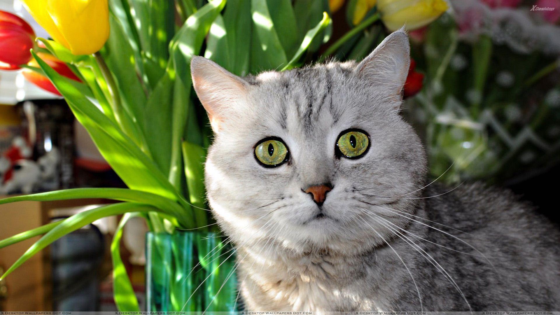 White Cat Desktop Wallpapers - Top Free White Cat Desktop Backgrounds ...