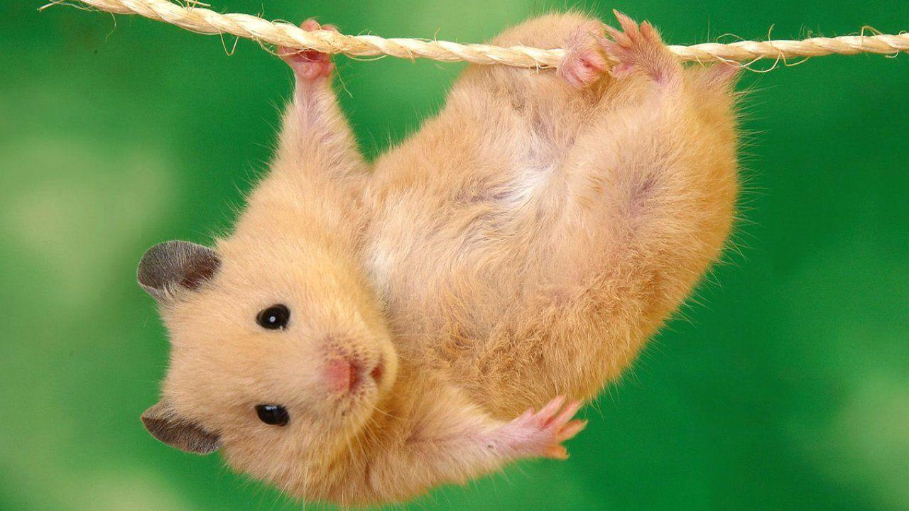 Hamster Desktop Wallpapers - Top Free Hamster Desktop Backgrounds ...
