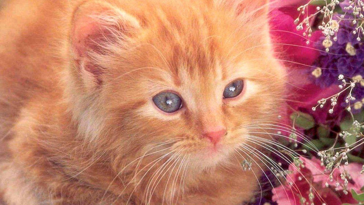 Love Cat Wallpapers - Top Free Love Cat Backgrounds - WallpaperAccess