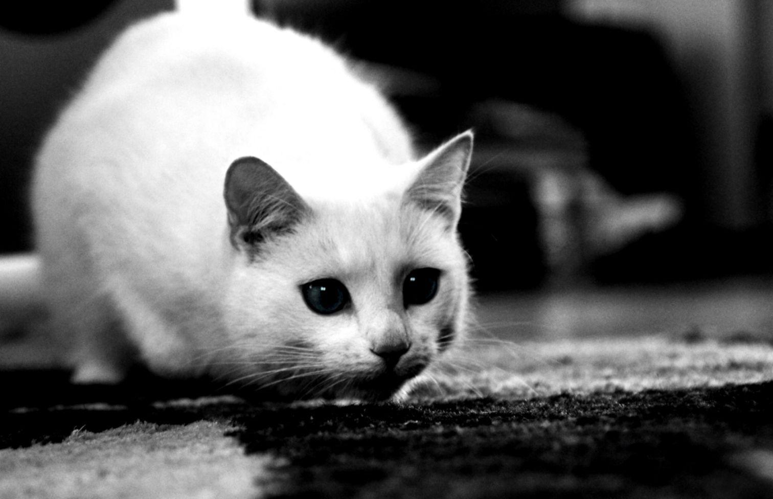 White Cat Desktop Wallpapers - Top Free White Cat Desktop Backgrounds ...