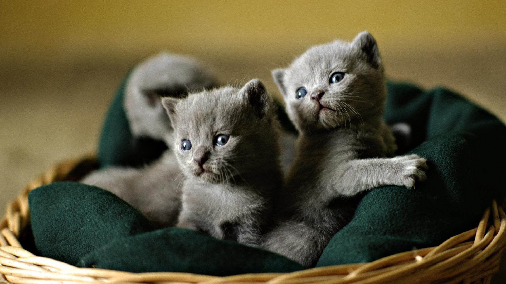 Kitten Desktop Wallpapers - Top Free Kitten Desktop Backgrounds ...