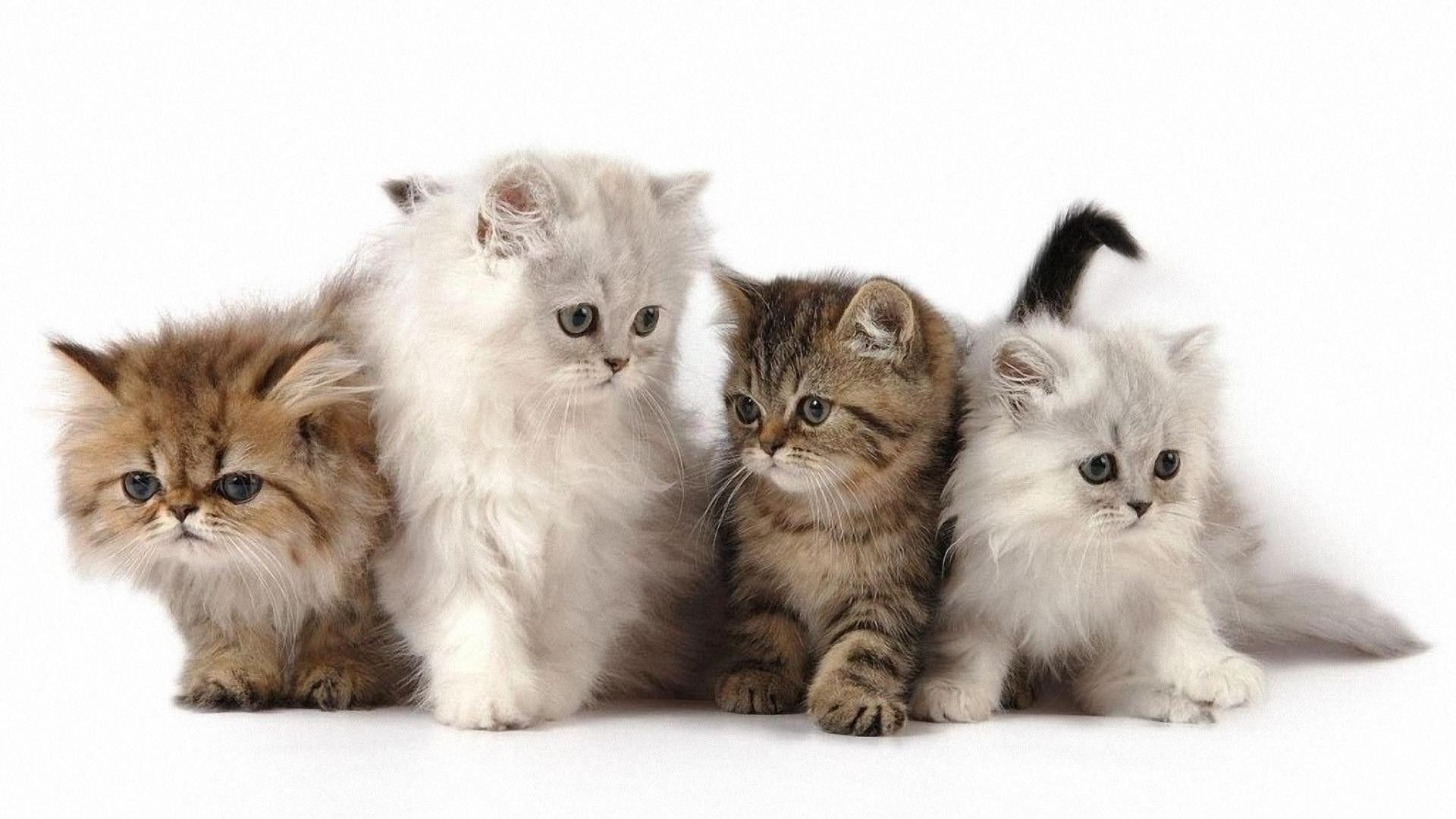 Kitten Desktop Wallpapers - Top Free Kitten Desktop Backgrounds ...