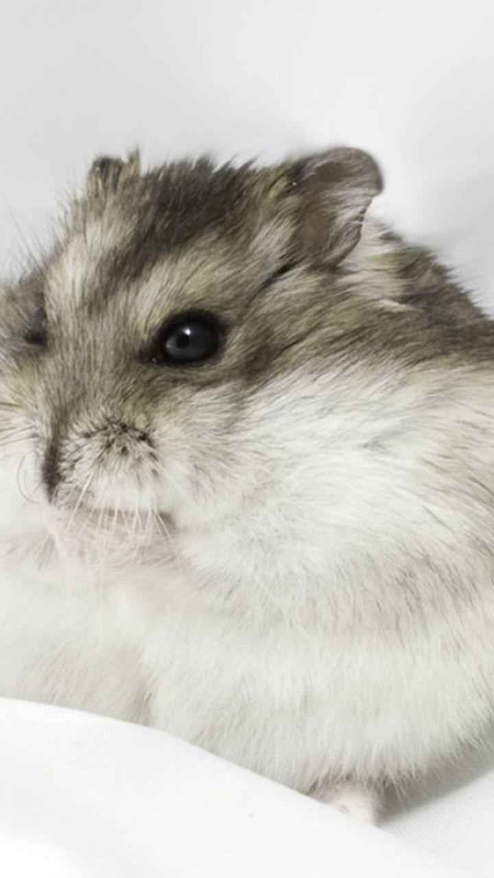 Hamster Desktop Wallpapers - Top Free Hamster Desktop Backgrounds ...