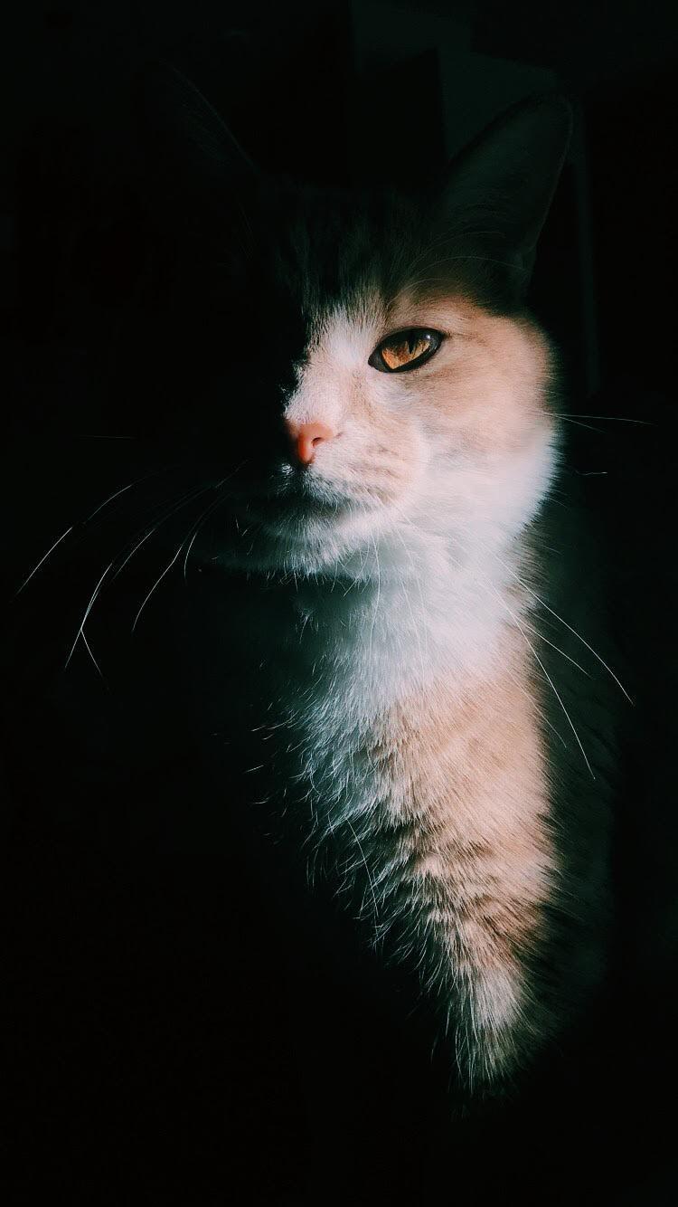 Cat iPhone HD Wallpapers - Top Free Cat iPhone HD Backgrounds ...