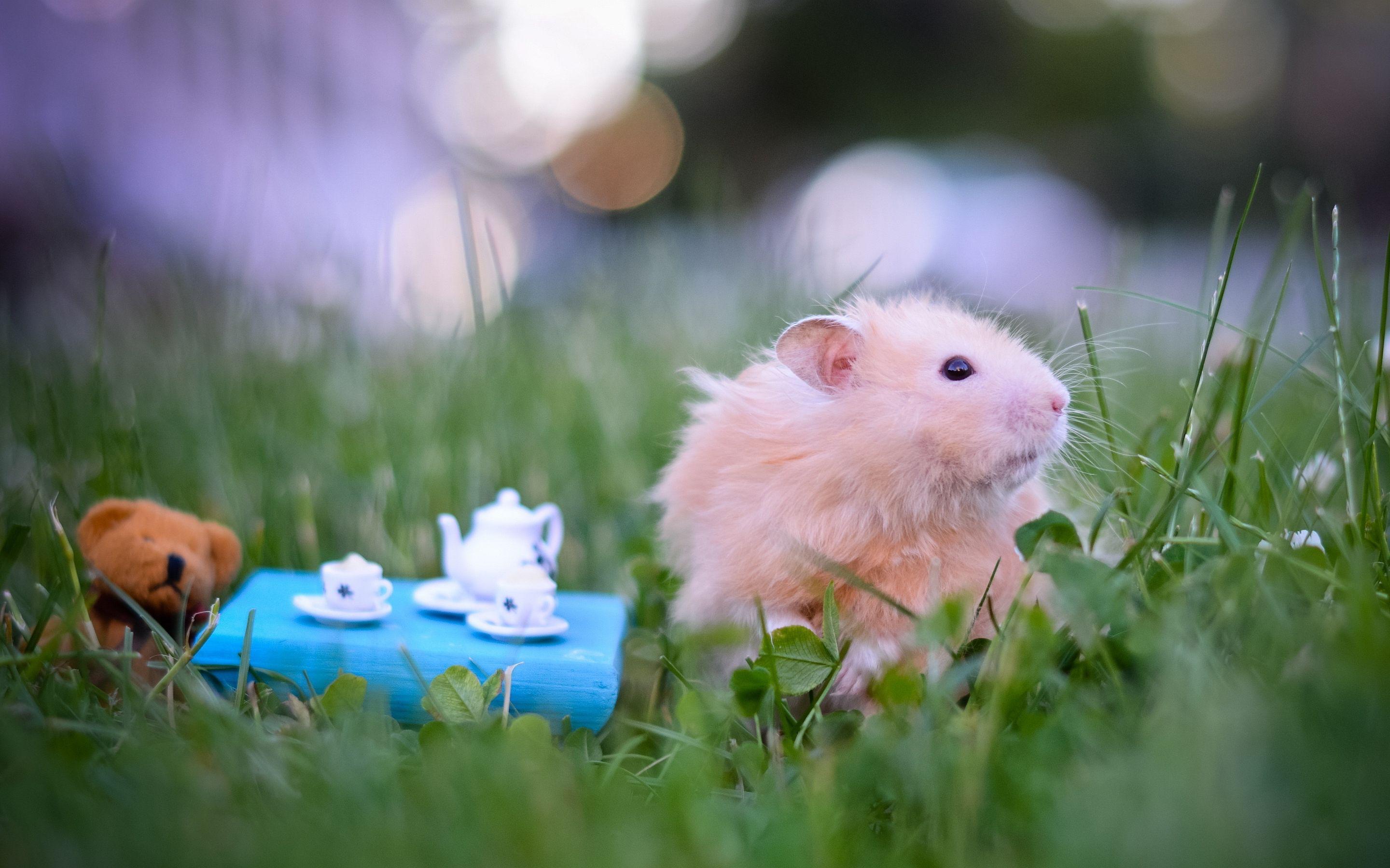 Hamster Desktop Wallpapers - Top Free Hamster Desktop Backgrounds ...