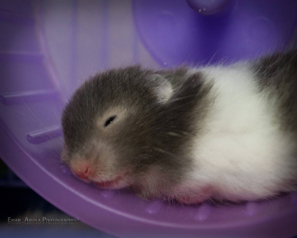 Hamster Desktop Wallpapers - Top Free Hamster Desktop Backgrounds ...